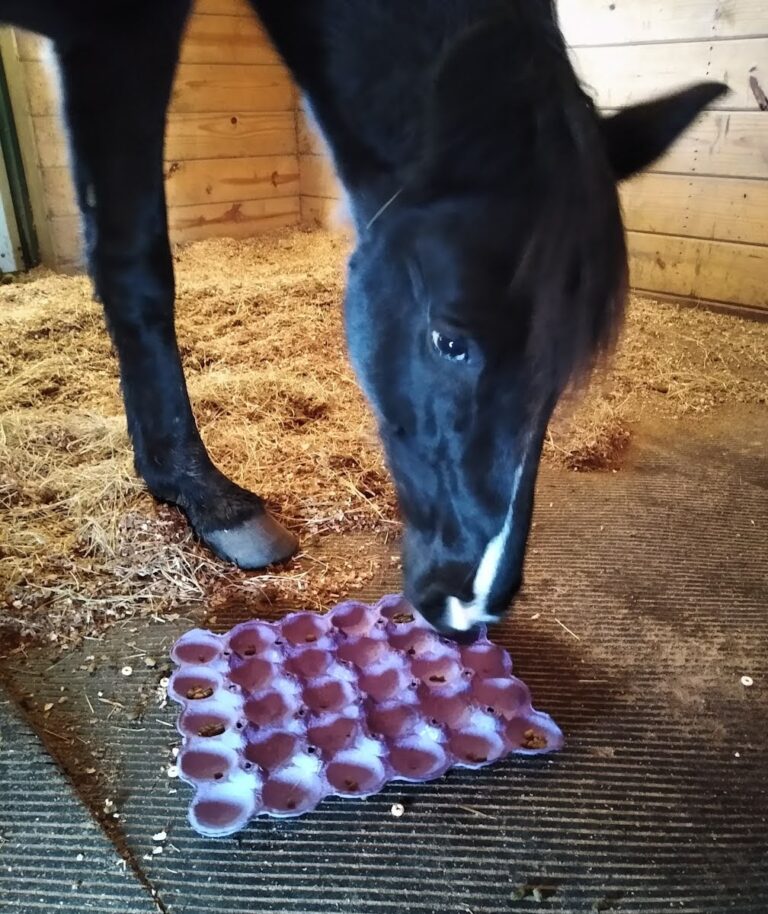 How to Teach Your Horse to Play with Toys and Enrichment - Enriching ...