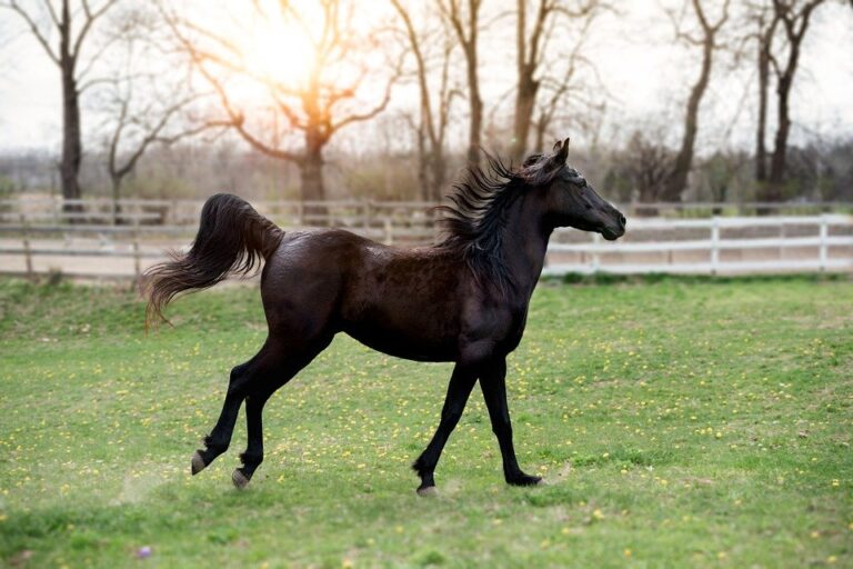 Play - Enriching Equines