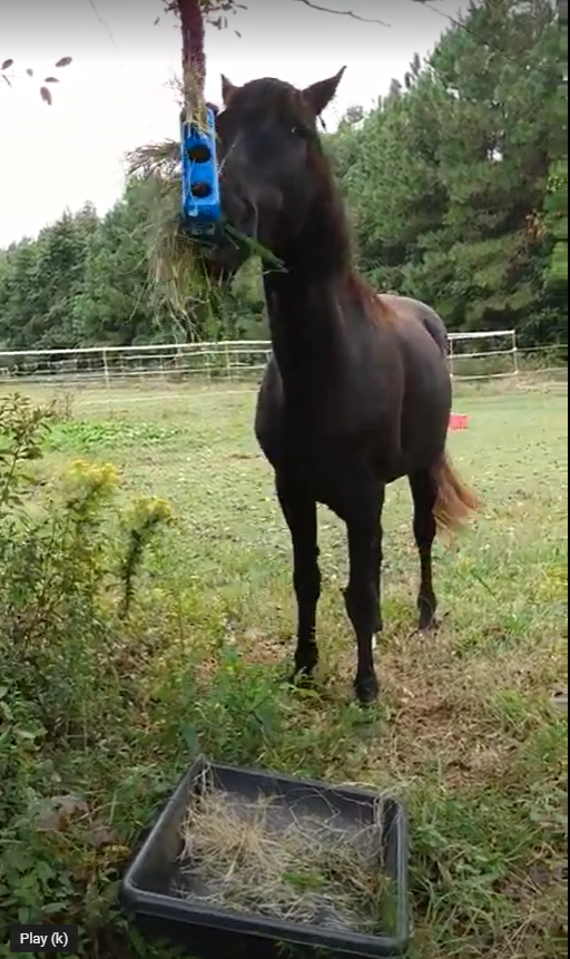 How to Make An Easy DIY Swinging Hay Toy for Horses in Stall or Pasture ...