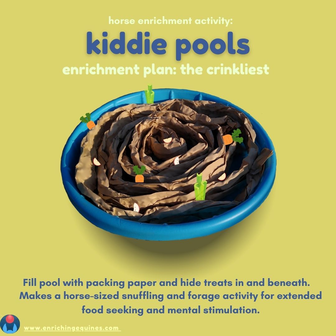 Kiddie Pools for Horse Enrichment: 5 Easy DIY Activities - Enriching ...